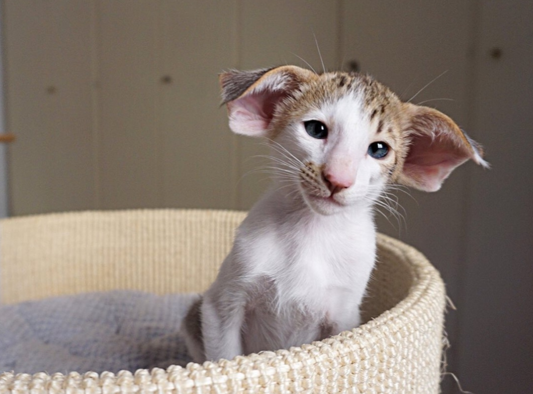 Кошеня з величезними вухами та незграбною ходою стало зіркою соцмереж ...